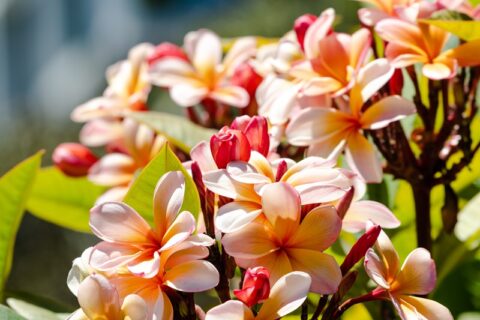 10 Stunning Hawaiian Flowers That Will Take Your Breath Away